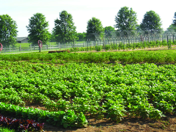 Seek Out Small Farms and Buy Direct from Farmers - Grit